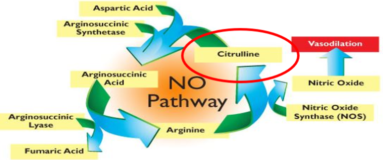 2 Primary Pathways for Nitric Oxide - Dan Hammer Health LTD